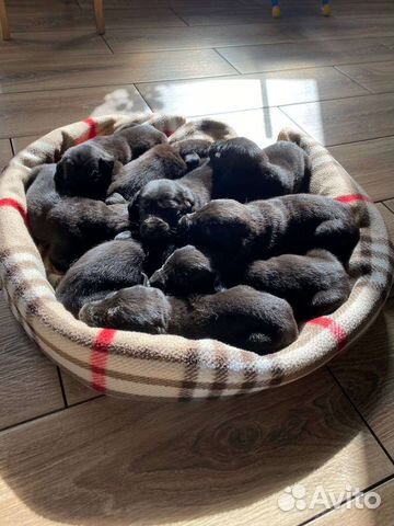 Продаются щенки- угольки)