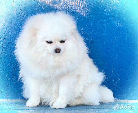 Белые шпицы