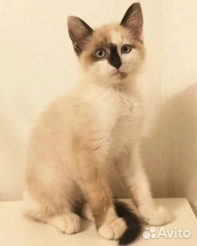 Котёнок в дар