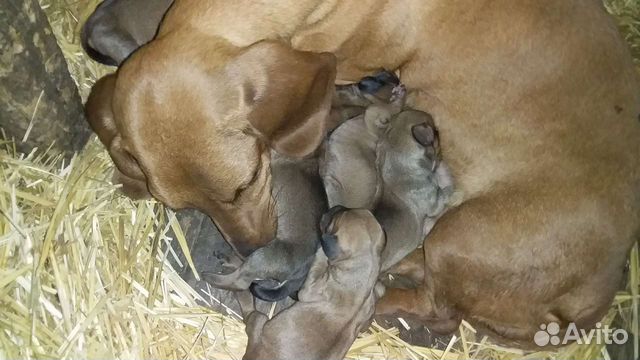 Щенки таксы