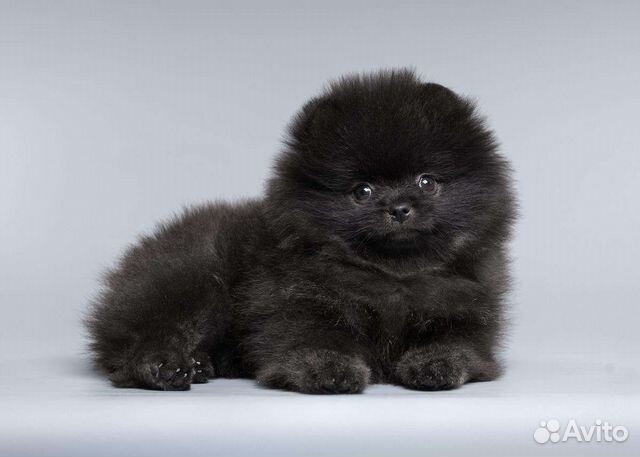 Померанский шпиц