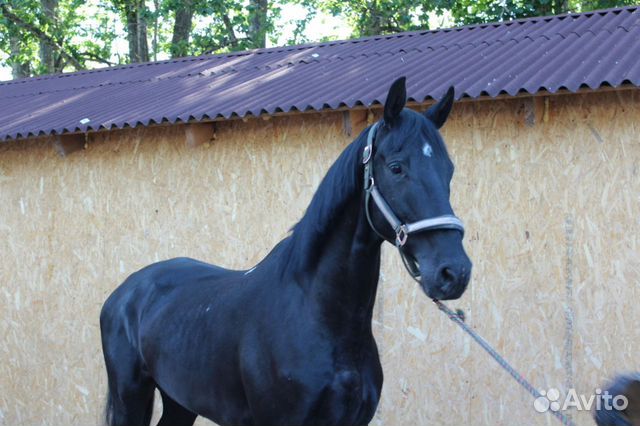 Предлагается к продаже Англо-карачаевец