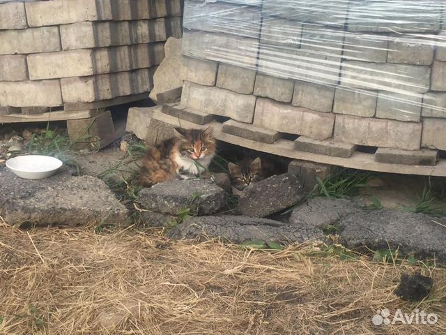 Котята в добрые руки