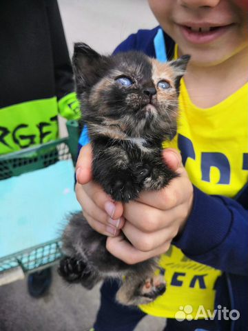 Кошка красивая в добрые руки котёнок маленький