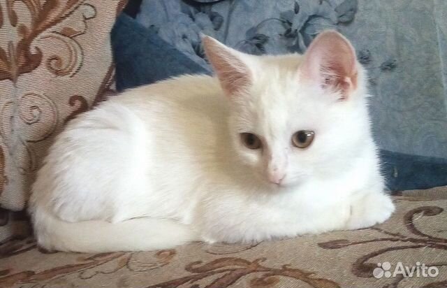 Котенок Снежинка в добрые руки