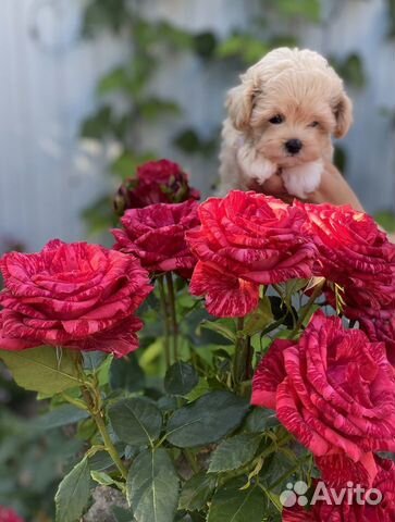 Мальтипу мини F1