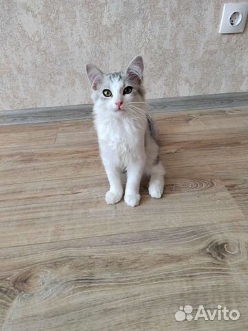 Кошки в добрые руки бесплатно