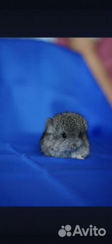 Ангорская шиншилла