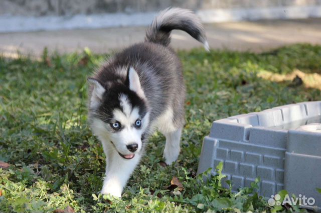 Мальчик Помски