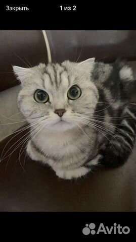 Кот и кошка шотландская вислоухая порода