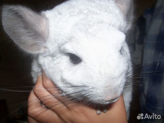 Шиншиллята