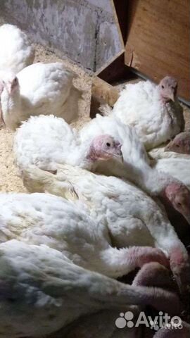 Индюки биг 6