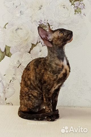 Котёнок корниш-рекс