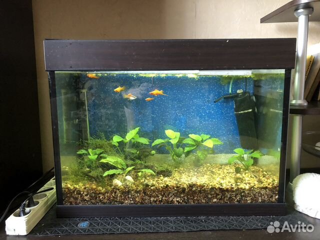 Аквариум