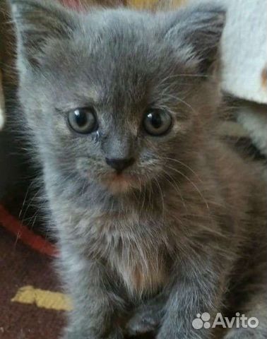 Русская голубая