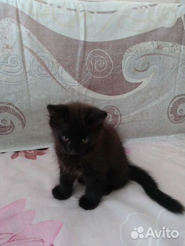 Четыре чёрненьких, чумазеньких чертёнка