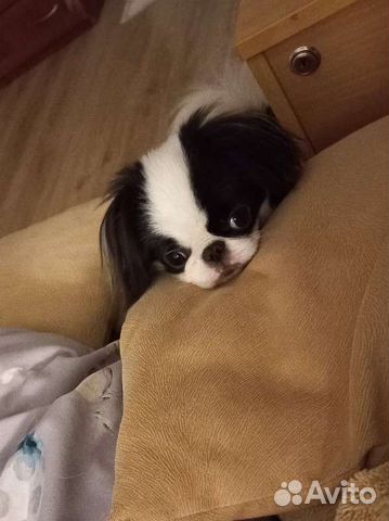 Японский хин