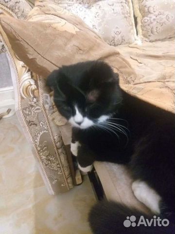 Потерялась кошка