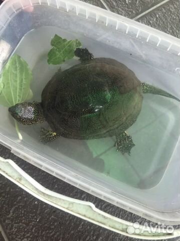 Черепашка сухопутная