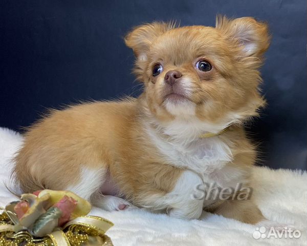 Лиса Алиса и другие