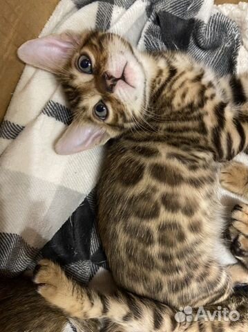 Бенгальские котята