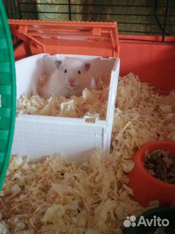 Сирийский хомяк с клеткой