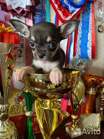 Щенки чихуахуа мини девочка