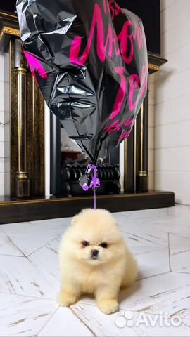 Мини шпиц микро