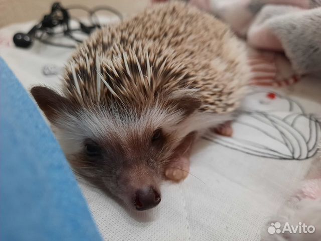 Карликовый африканский ежик