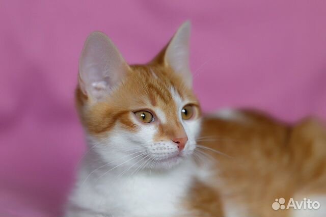 Рыжий котенок ищет добрую семью
