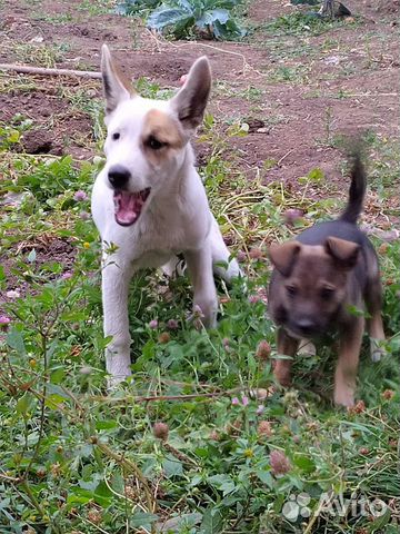 Помогите спасти щенка