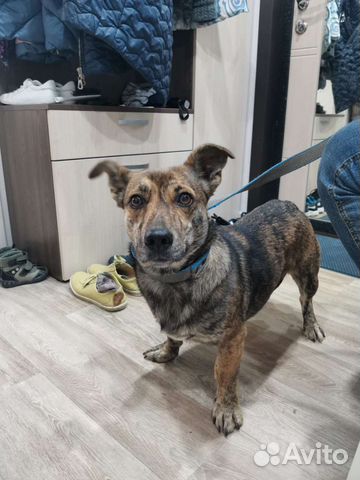 Малорослая собака в добрые руки