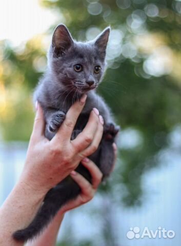 Бакс котенок