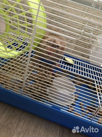 Крыса с клеткой