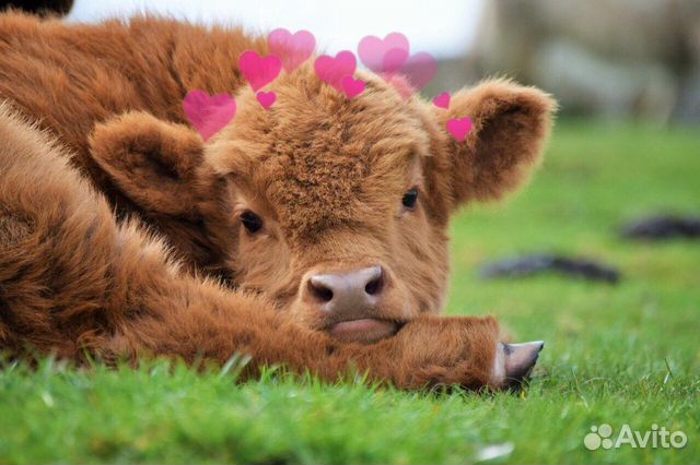 Коровы и телки