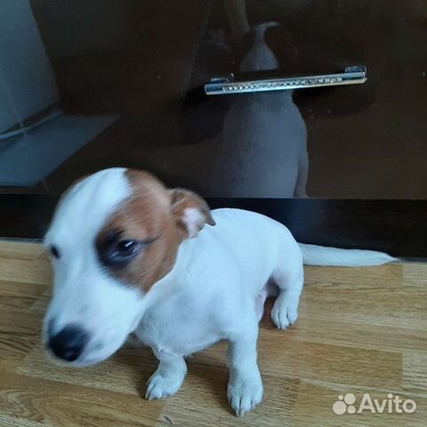 Джек Рассел терьер