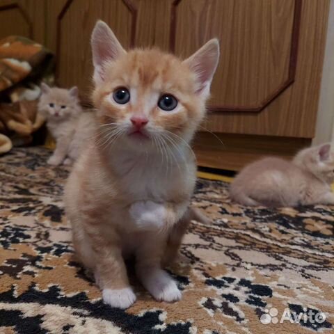 Рыжий котенок