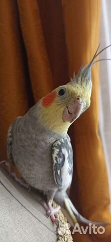 Попугай корелла самец