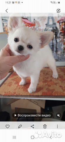 Милая девочка чихуахуа