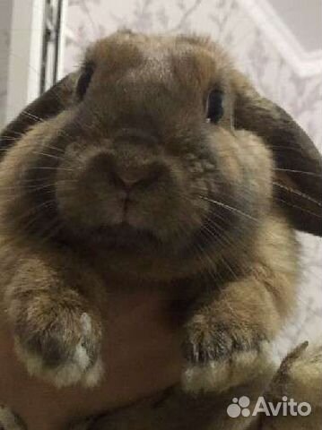 Декоративный кролик с клеткой