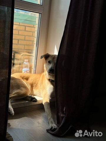 Собака в добрые руки мальчик порода