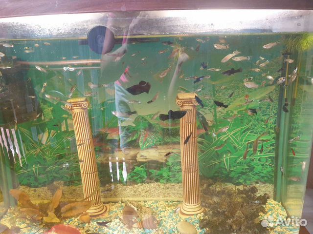 Гуппи малёк