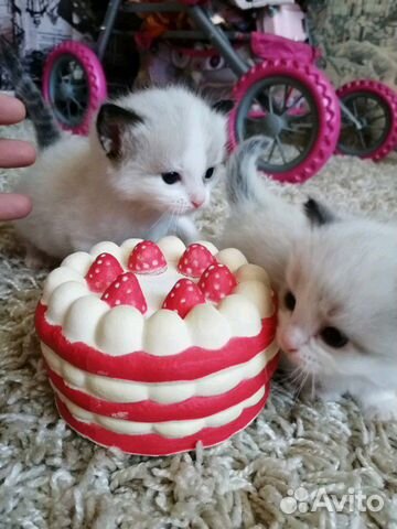 Роскошные куклы рэдголл