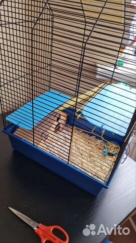 Крыса дамбо