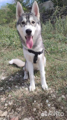 Сибирский хаски