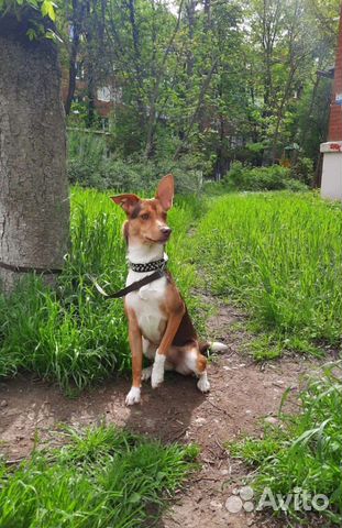 Маленькая собака Анфиса