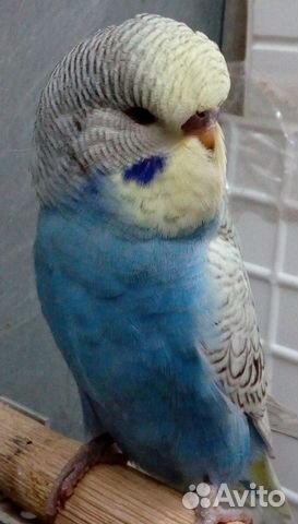 Птенчик самечик