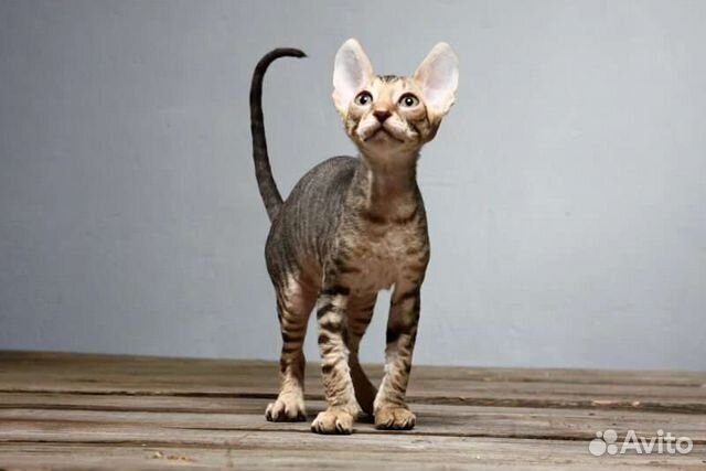 Котёнок корниш рекс