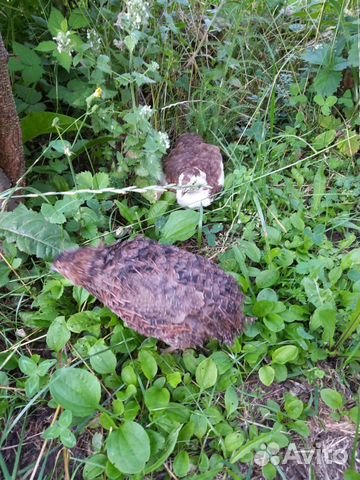 Перепел селадон