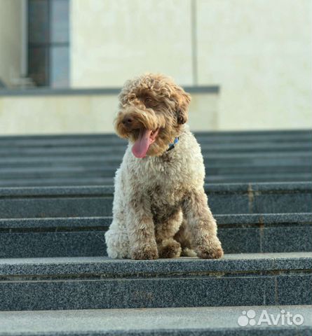 Щенок лаготто романьоло